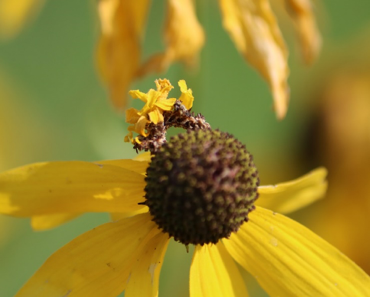 Coneflowers For Pollinators – Johnson County Master Gardeners of Iowa