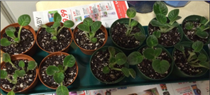Propagating African Violets – Johnson County Master Gardeners of Iowa