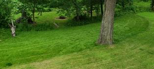 How to Establish a No Mow Lawn! – Johnson County Master Gardeners of Iowa
