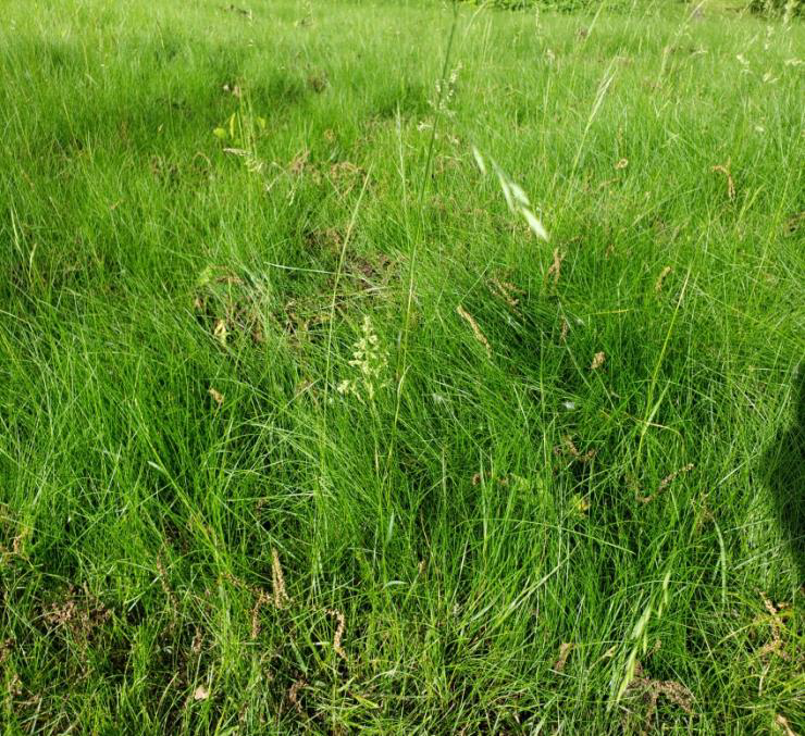 How to Establish a No Mow Lawn! – Johnson County Master Gardeners of Iowa