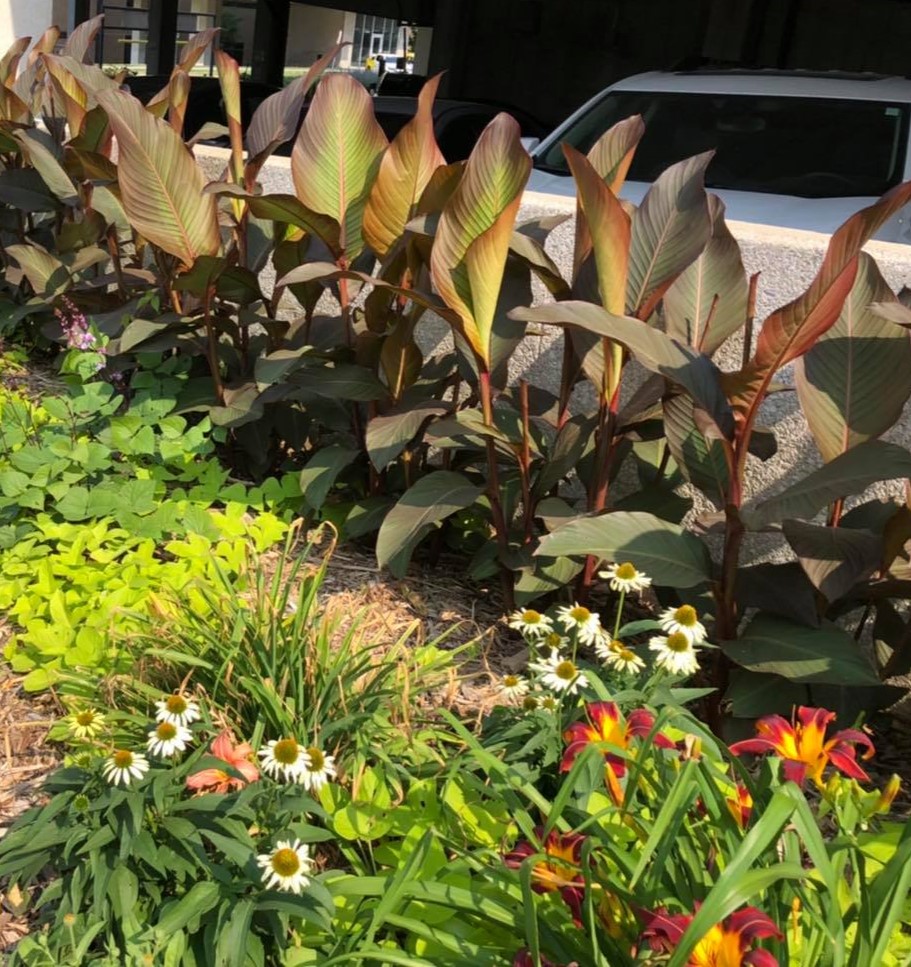 Canna Storage – Johnson County Master Gardeners of Iowa
