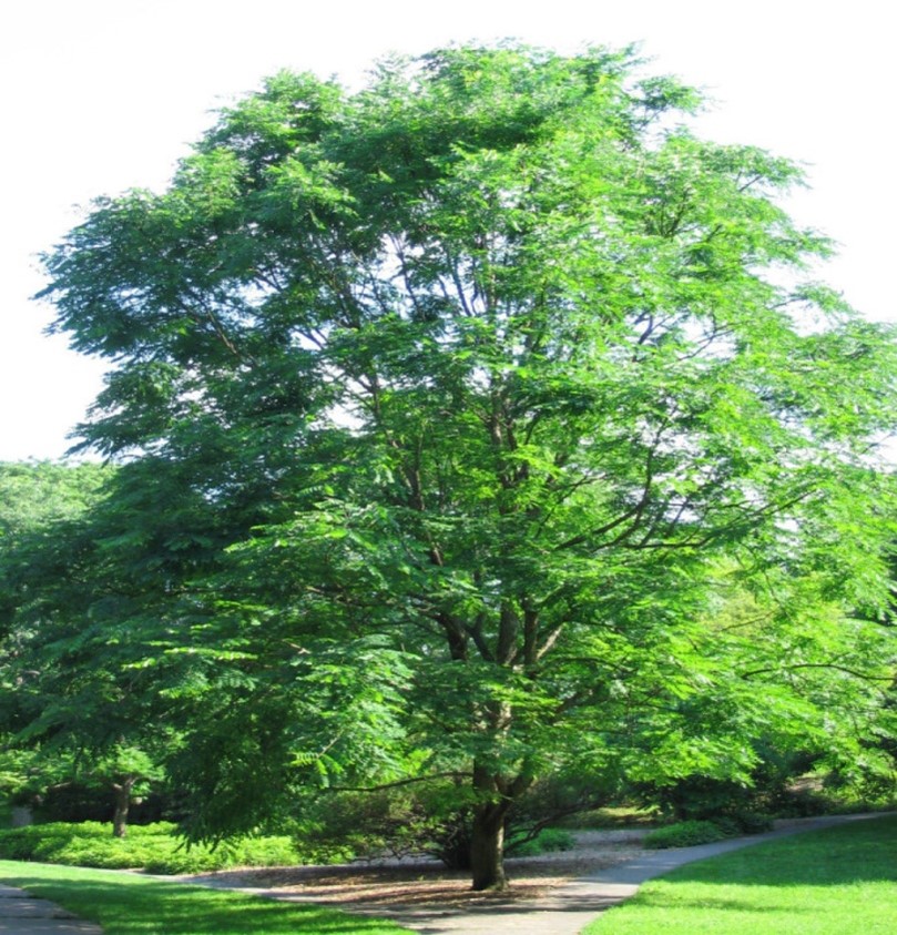 Grow a Kentucky Coffeetree from Seed – Johnson County Master Gardeners ...