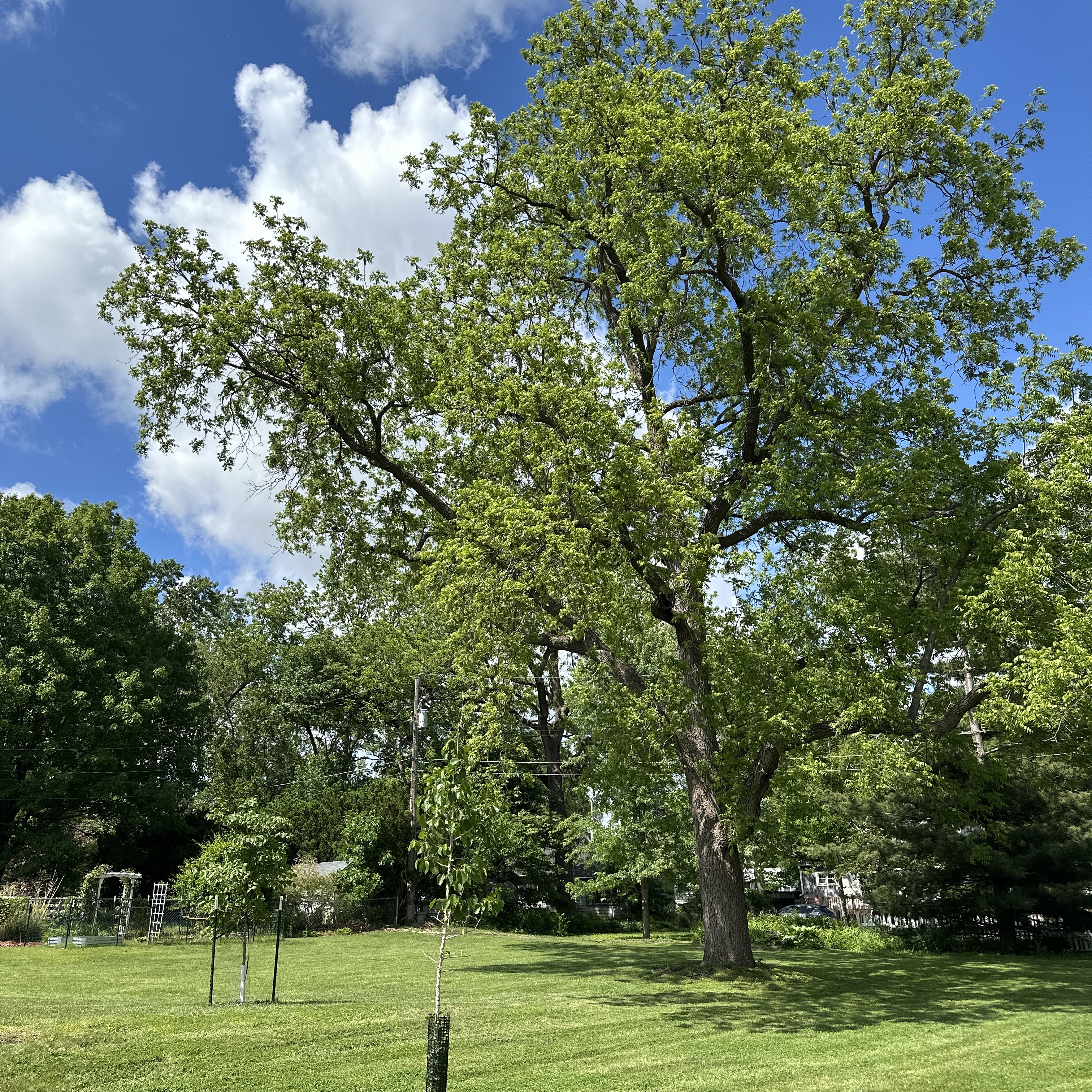 Busting the Myth of the Black Walnut Menace – Johnson County Master ...